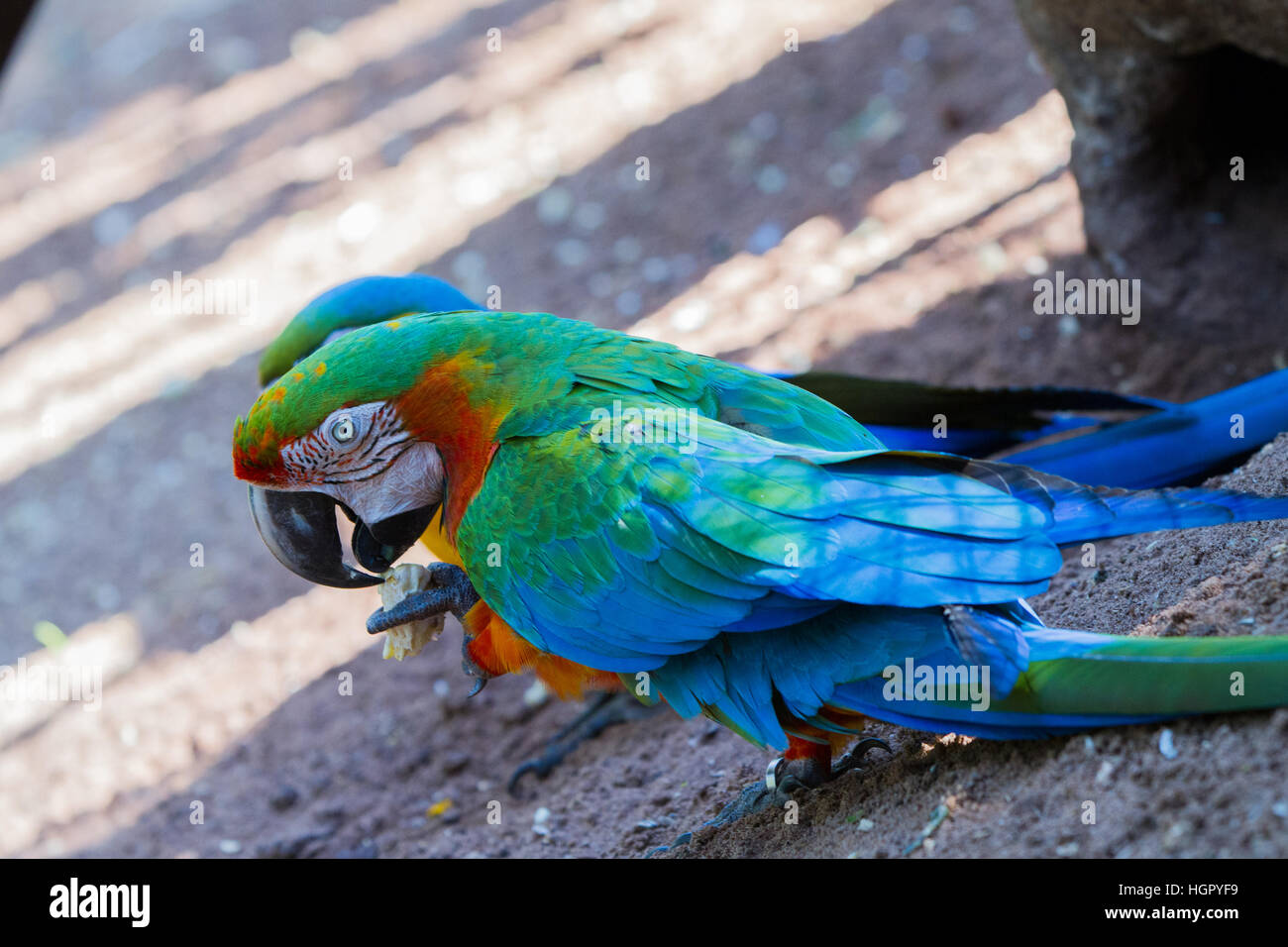 The green-winged macaw at Iguazu falls, Brazil - also known as the red-and-green macaw - large ...