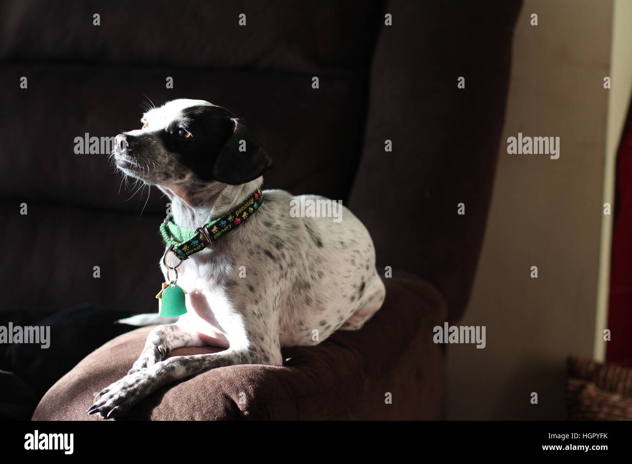 A dog staring off into the distance in sunlight Stock Photo - Alamy