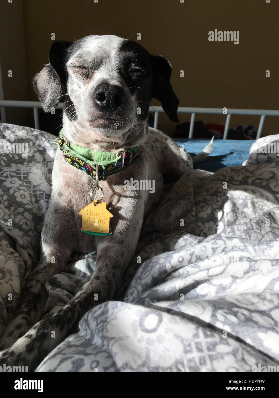 Do Dogs Squint In The Sun