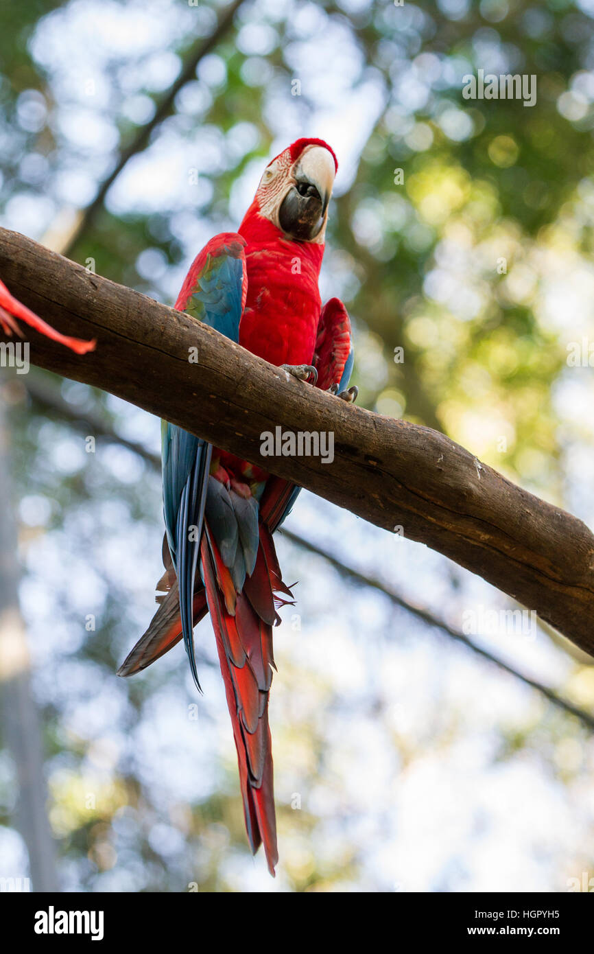 The green-winged macaw at Iguazu falls, Brazil - also known as the red-and-green macaw - large ...