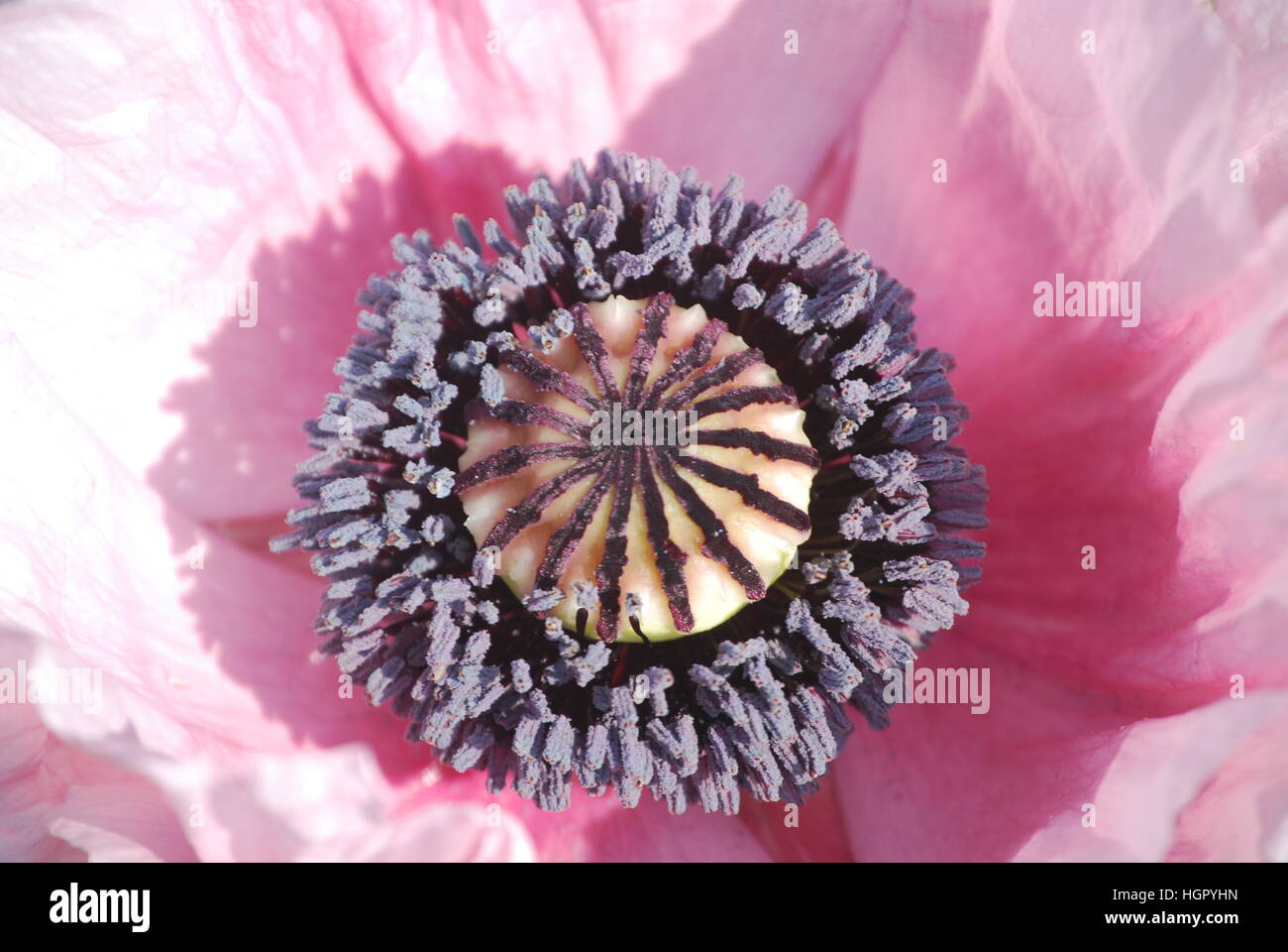 Pretty in Pink Stock Photo - Alamy