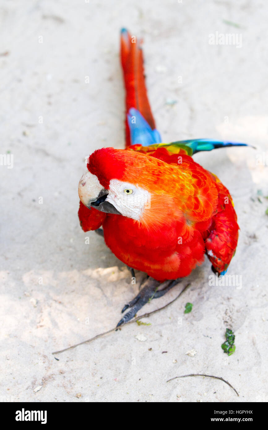 The green-winged macaw at Iguazu falls, Brazil - also known as the red-and-green macaw - large ...