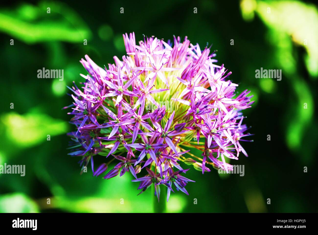 Firework flora hi-res stock photography and images - Alamy