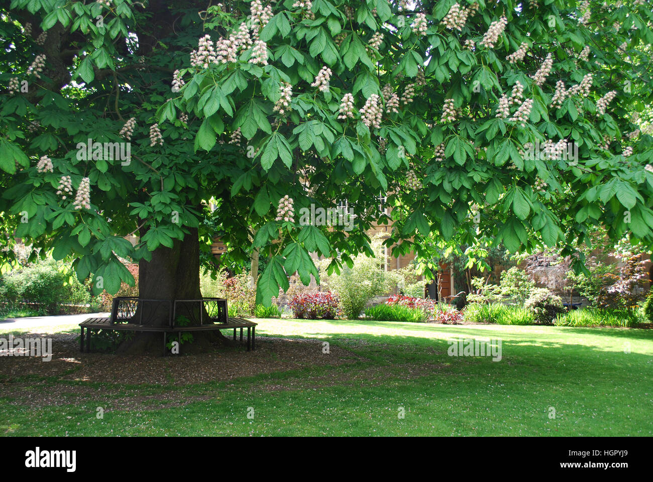 Summer park uk horse chestnut hi-res stock photography and images - Alamy