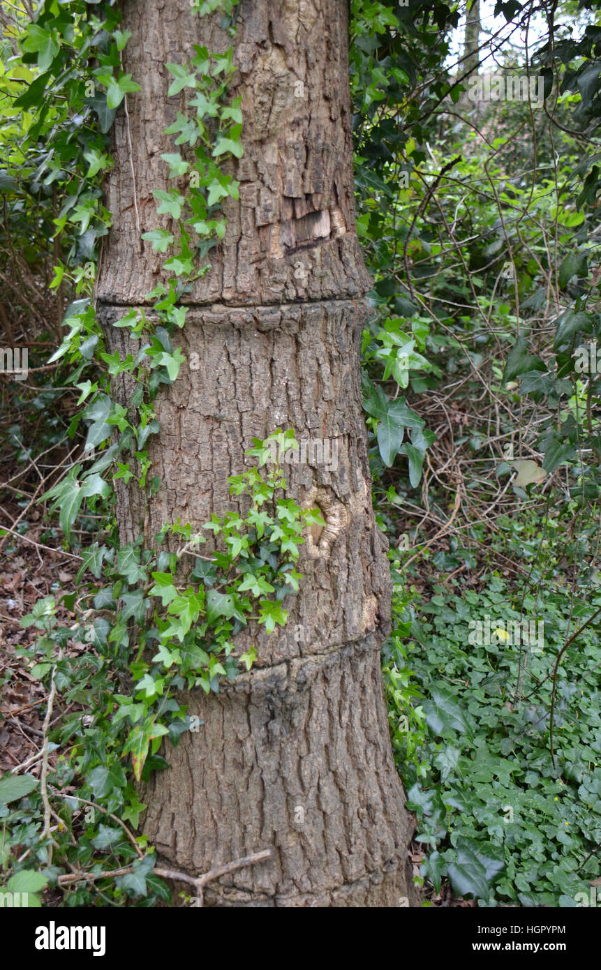 Bark with burls hi-res stock photography and images - Alamy