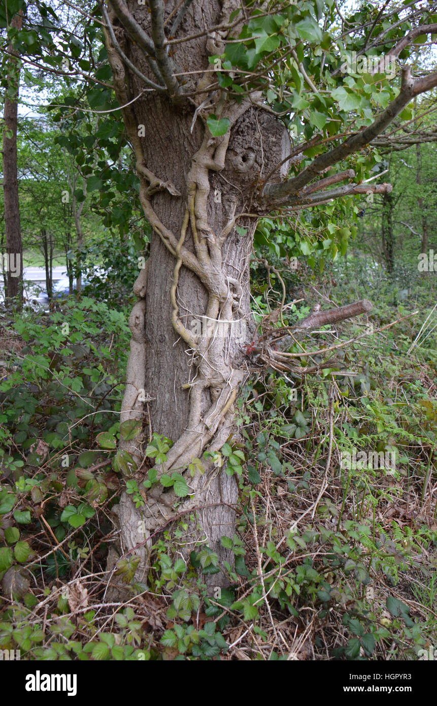 Creeping plants hi-res stock photography and images - Alamy