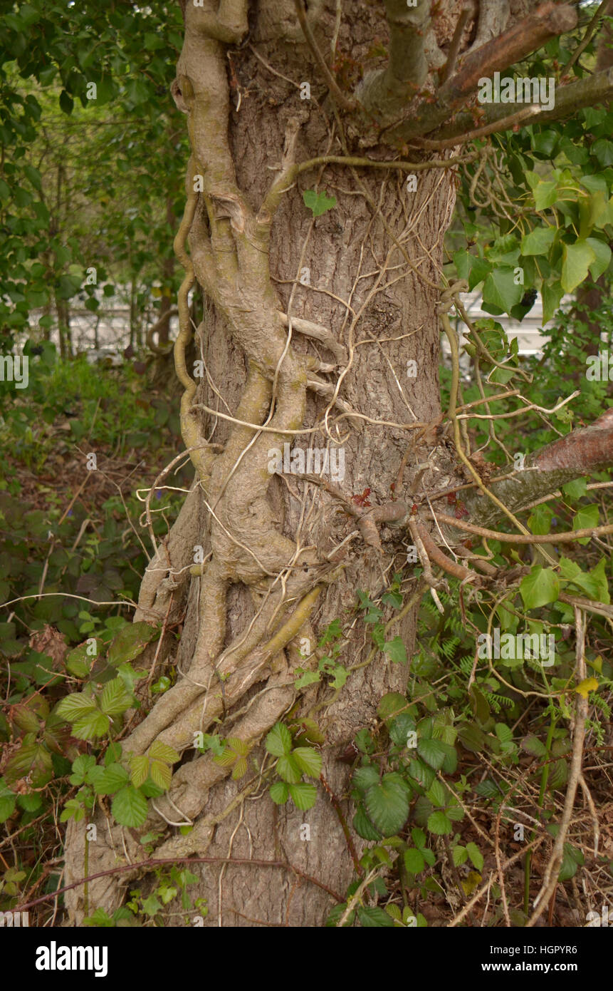 Creeping plants hi-res stock photography and images - Alamy