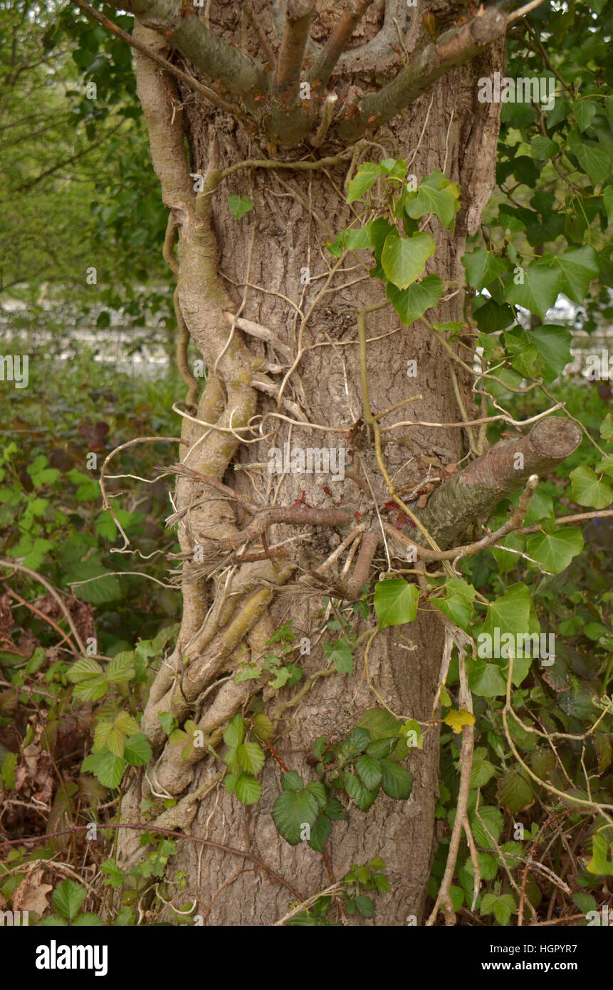 Creeping plants hi-res stock photography and images - Alamy