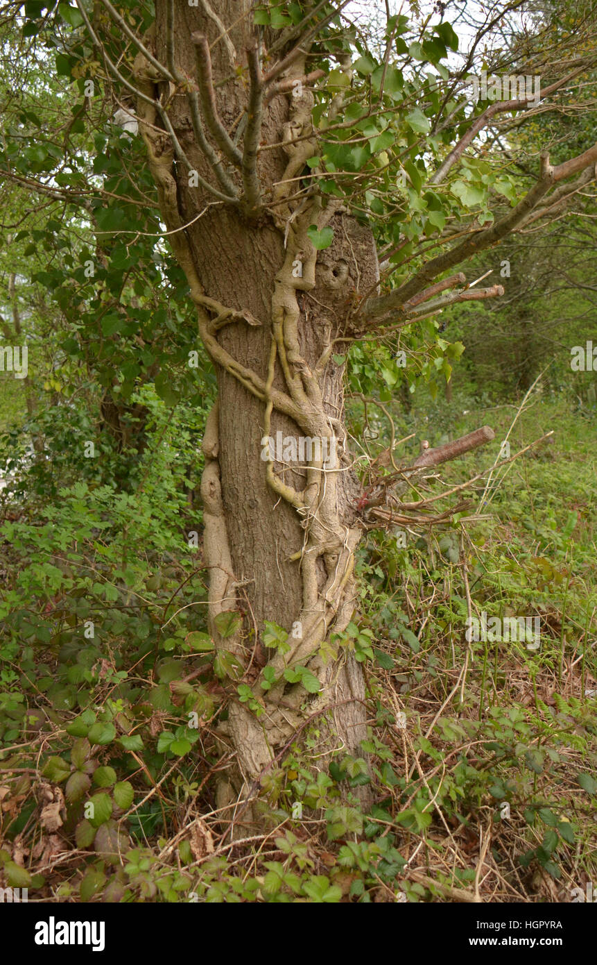 Creeping plants hi-res stock photography and images - Alamy