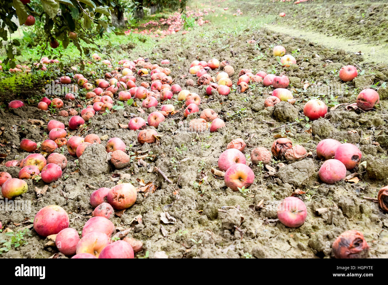 Apple orchard. Rows of trees and the fruit of the ground under the ...