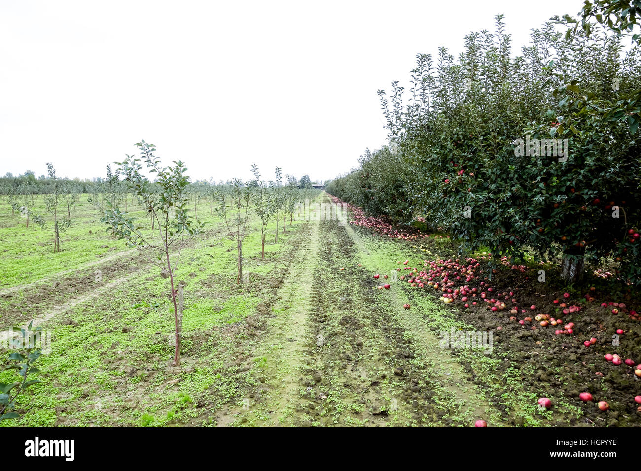 Apple orchard. Rows of trees and the fruit of the ground under the ...