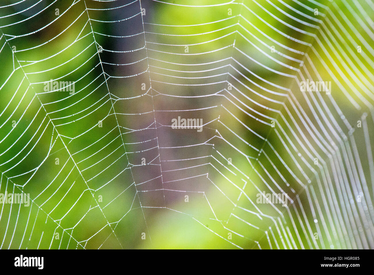 beautiful cobwebs in autumn in frozen meadow Stock Photo - Alamy