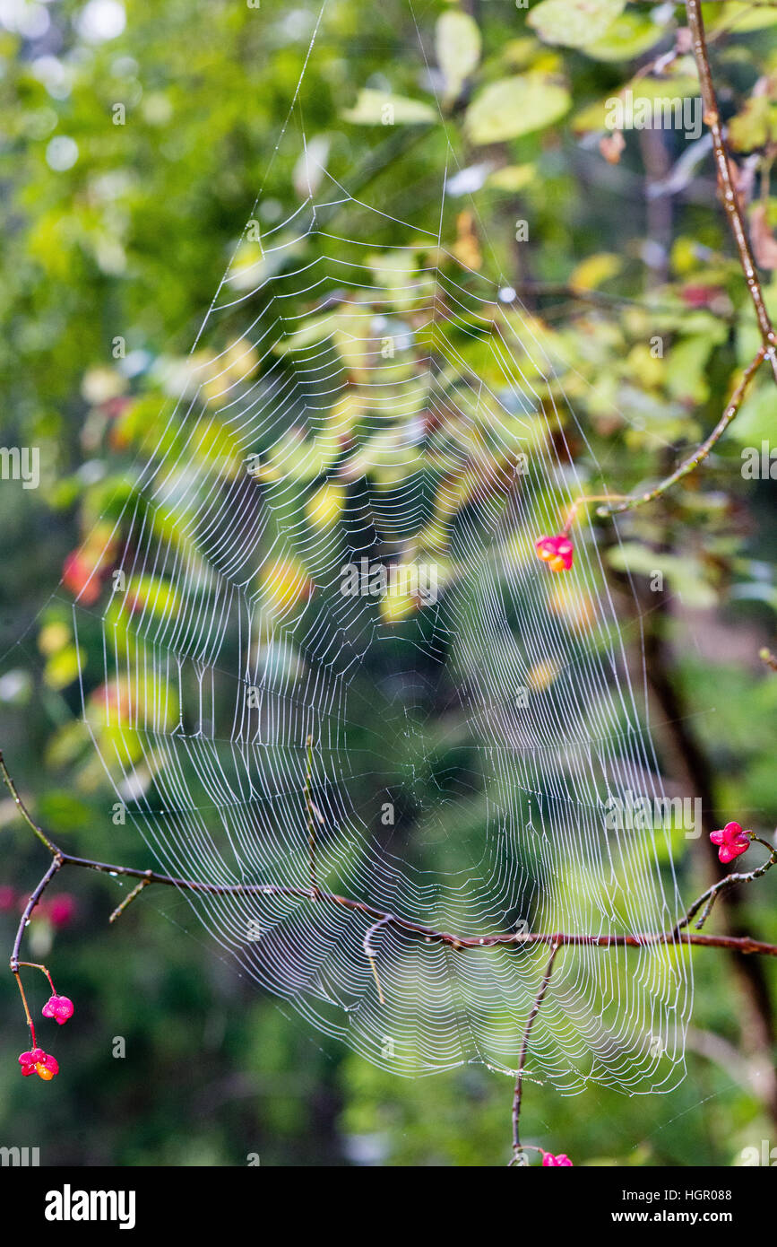 beautiful cobwebs in autumn in frozen meadow Stock Photo - Alamy