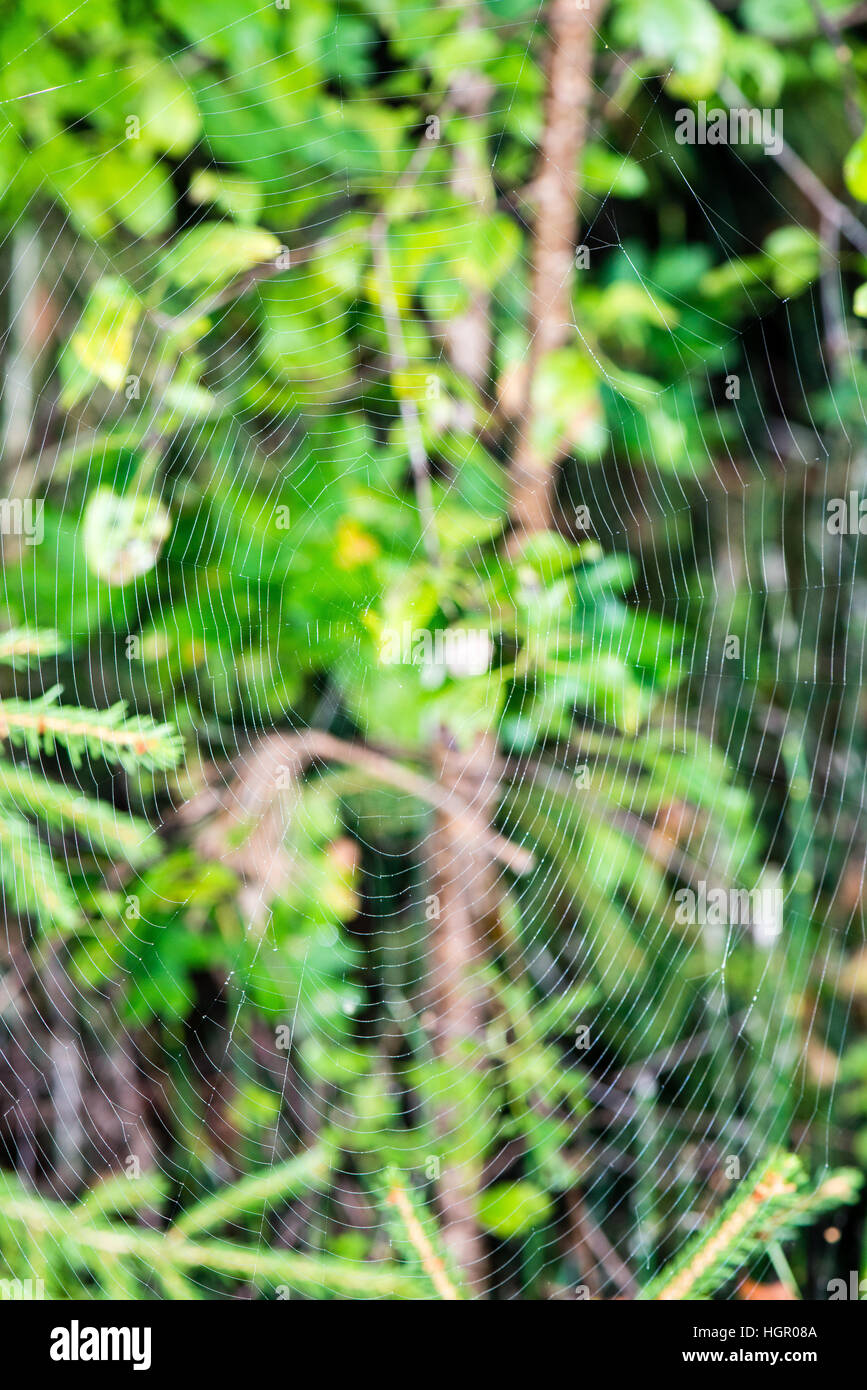 beautiful cobwebs in autumn in frozen meadow Stock Photo - Alamy