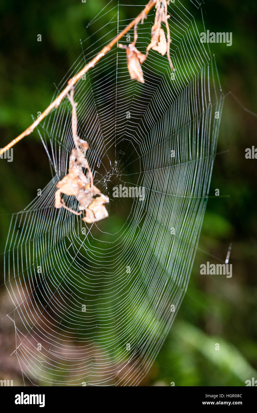 beautiful cobwebs in autumn in frozen meadow Stock Photo - Alamy