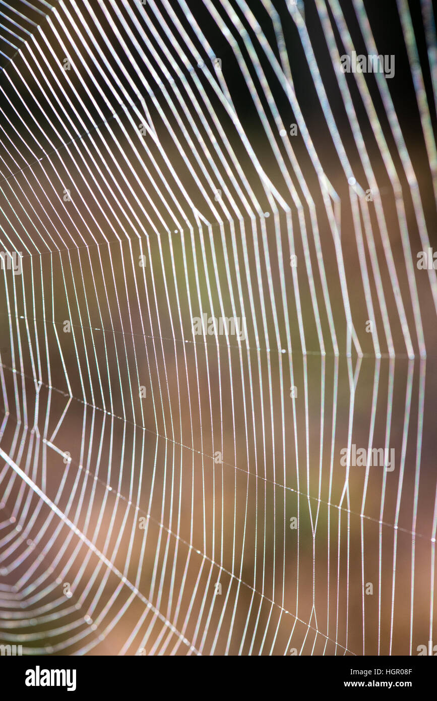 beautiful cobwebs in autumn in frozen meadow Stock Photo - Alamy