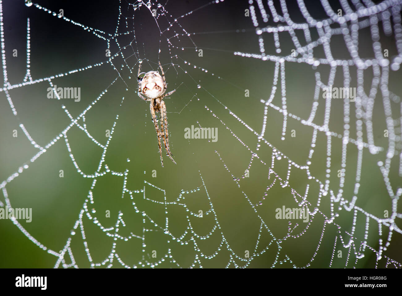 beautiful cobwebs with spider in autumn in frozen meadow Stock Photo ...