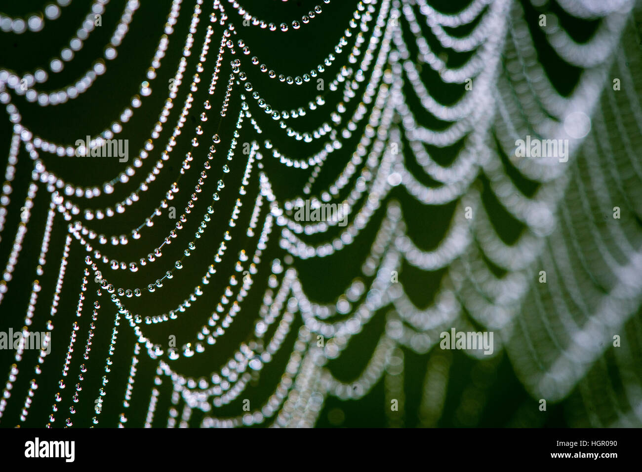 beautiful cobwebs in autumn in frozen meadow Stock Photo - Alamy