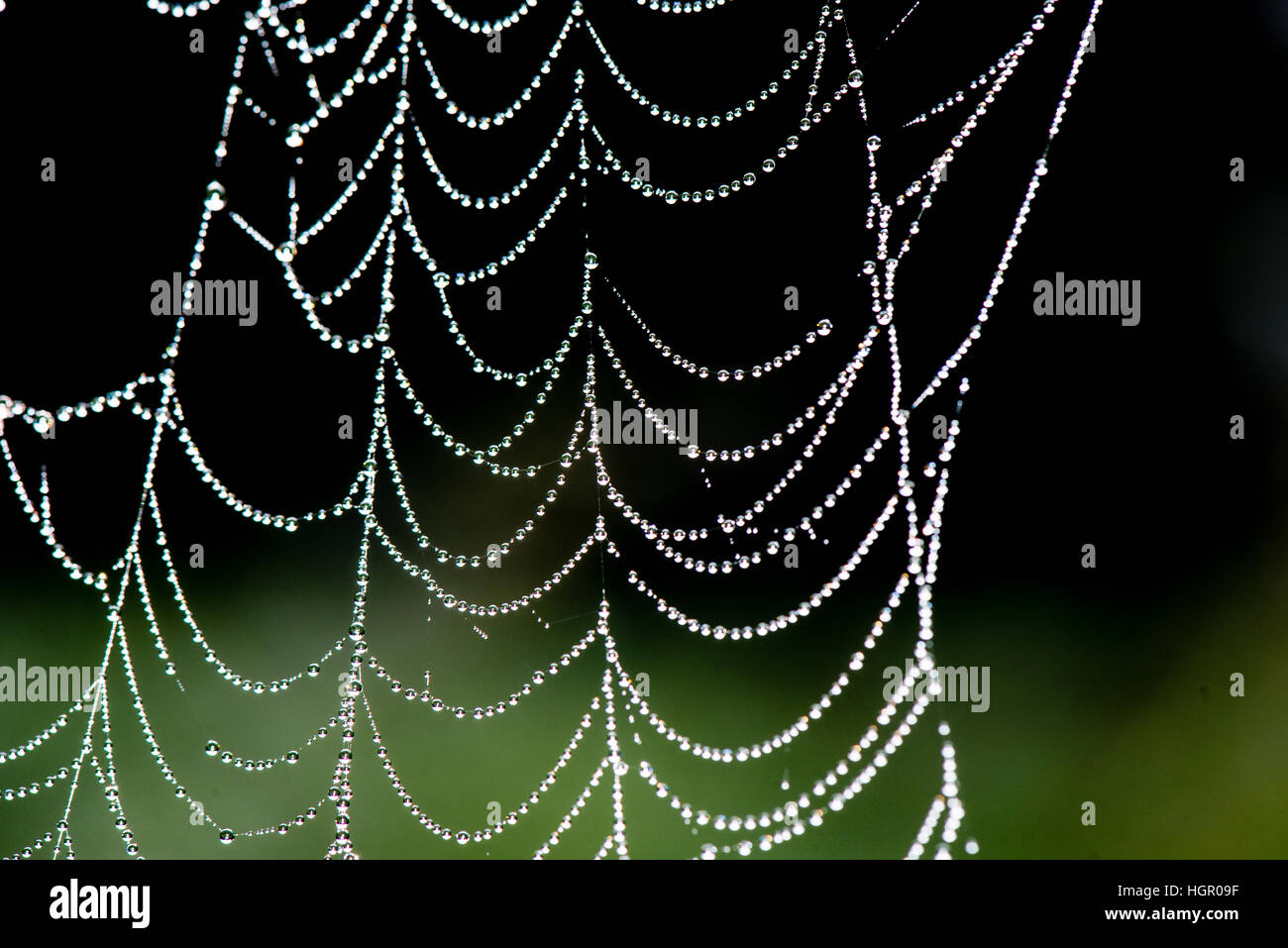 beautiful cobwebs in autumn in frozen meadow Stock Photo - Alamy