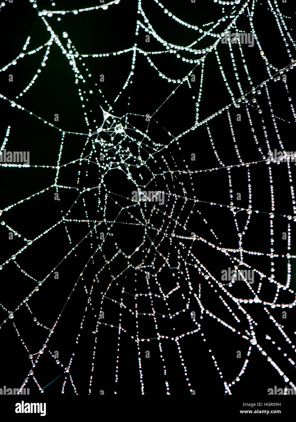 beautiful cobwebs in autumn in frozen meadow Stock Photo - Alamy