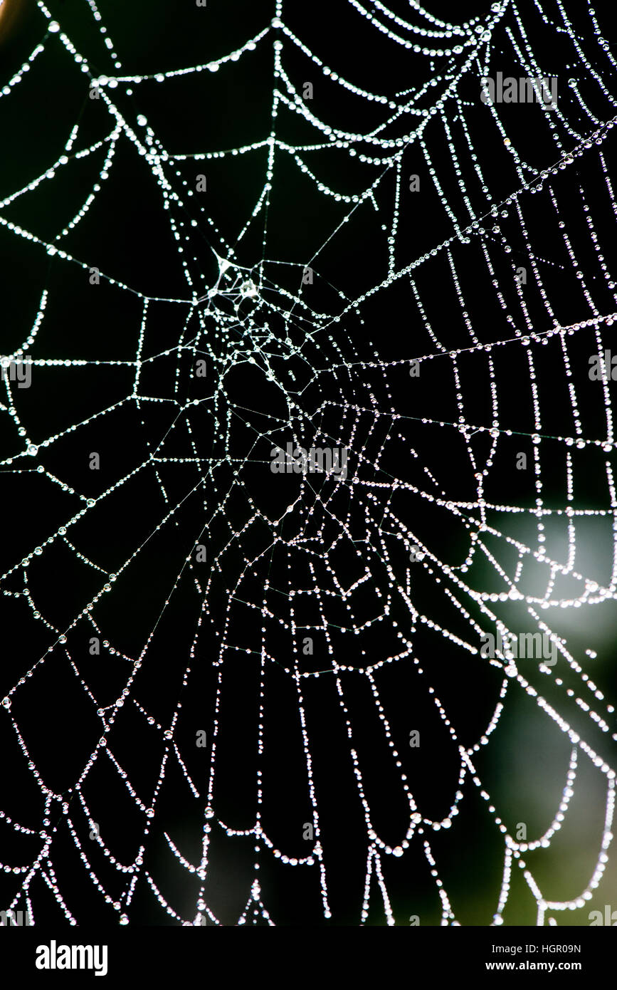 beautiful cobwebs in autumn in frozen meadow Stock Photo - Alamy