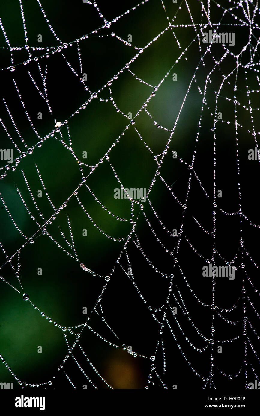 beautiful cobwebs in autumn in frozen meadow Stock Photo - Alamy