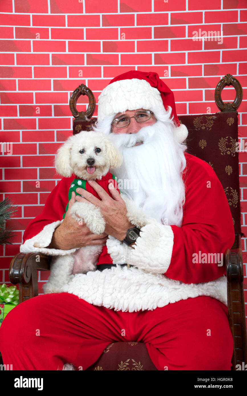 Santa Claus with white long haired small dog sitting on a tatted chair ...