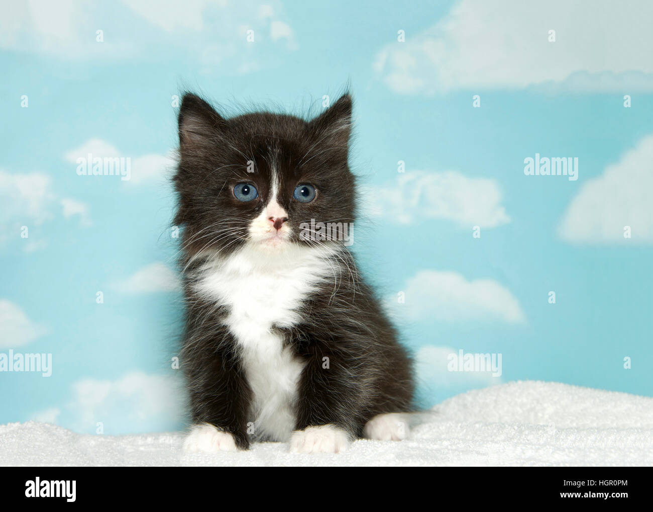 black and white fuzzy kitten sitting on a white blanket looking to ...