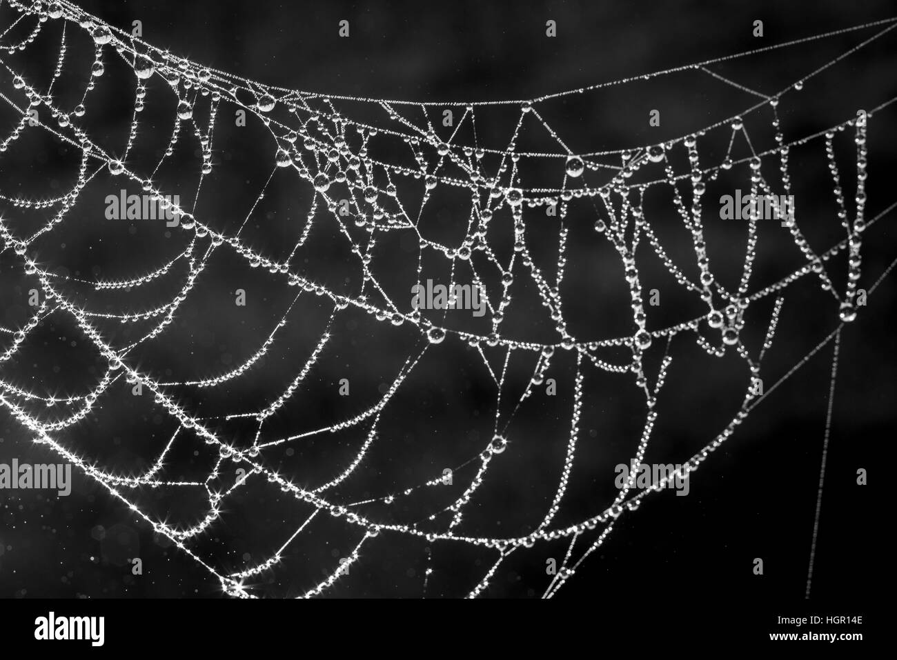 The spider web (cobweb) closeup background Stock Photo - Alamy