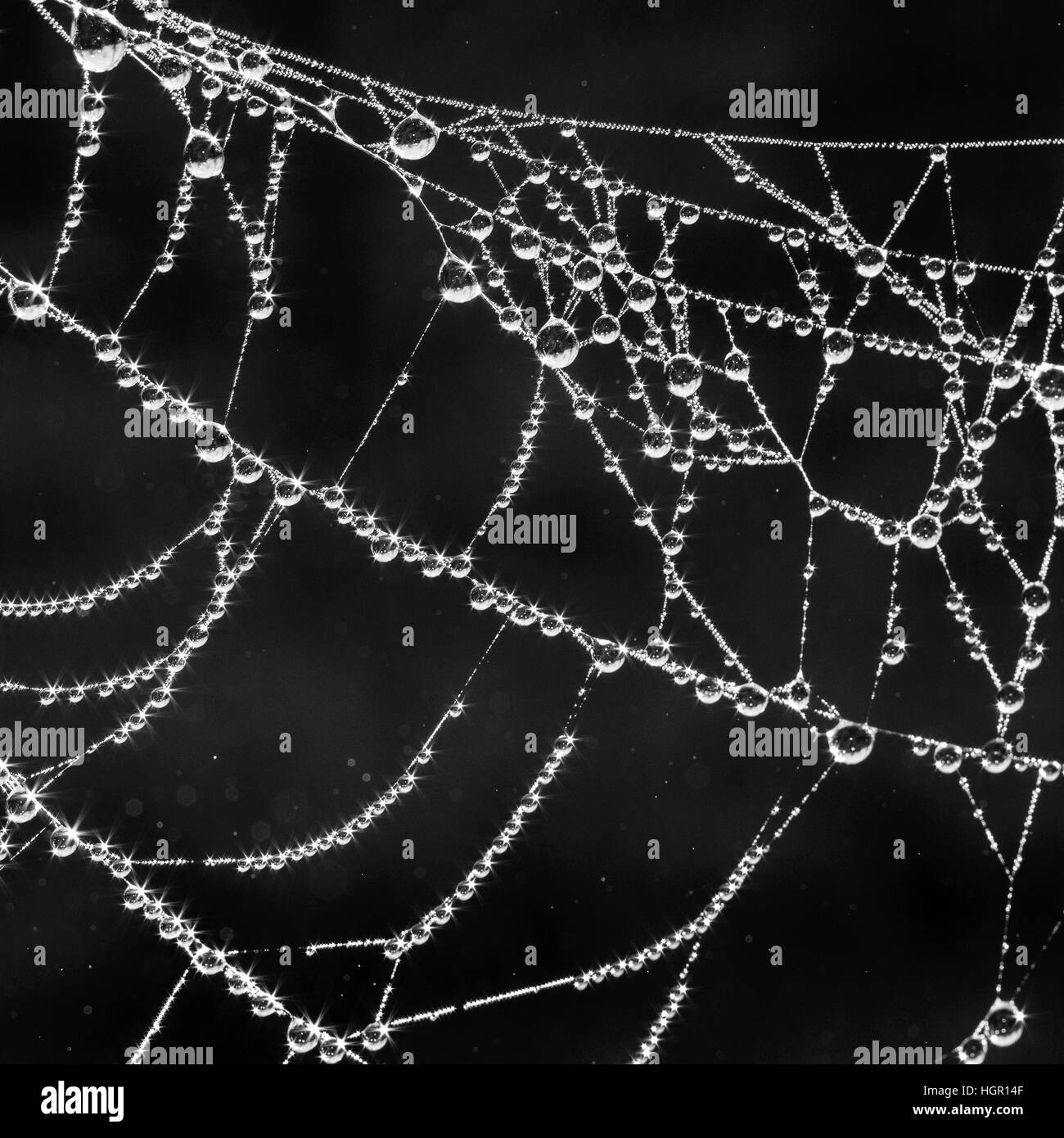 The spider web (cobweb) closeup background Stock Photo - Alamy
