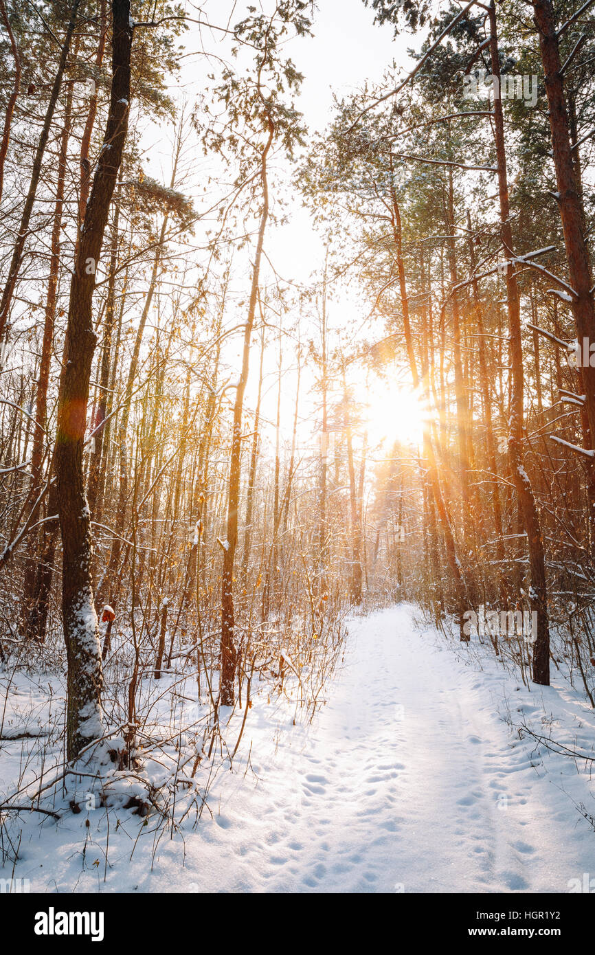 Bright snowy pathway hi-res stock photography and images - Alamy