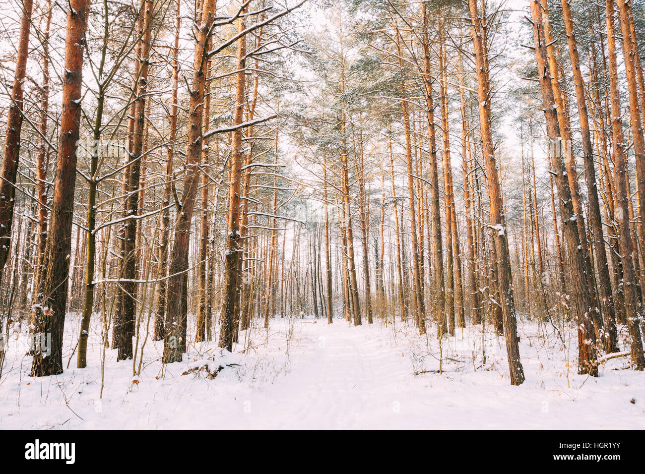 Winter Snowy Coniferous Forest. Snowy Path, Road, Way Or Pathway In ...