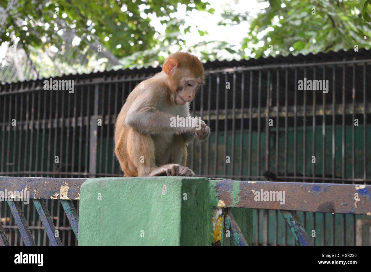 Zoo cage outside hi-res stock photography and images - Alamy