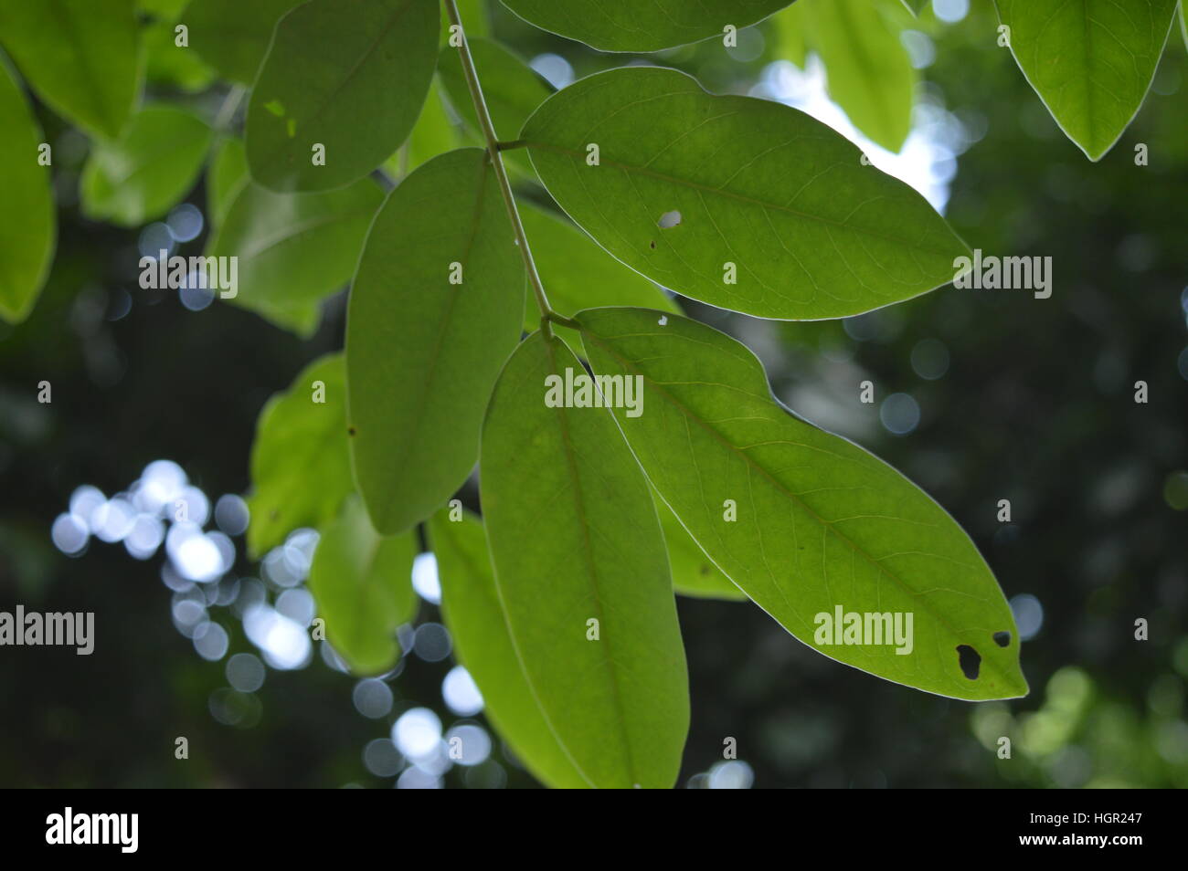 greenery of earth Stock Photo - Alamy