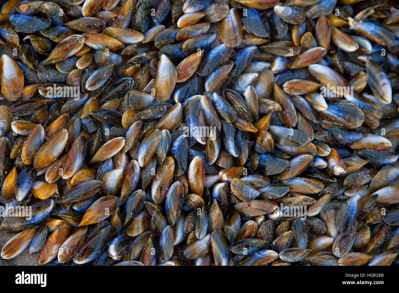 Huge pile of mussels on beach in The Netherlands Stock Photo - Alamy