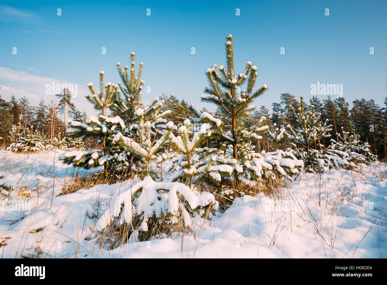 Winter snowy pine forest hi-res stock photography and images - Alamy