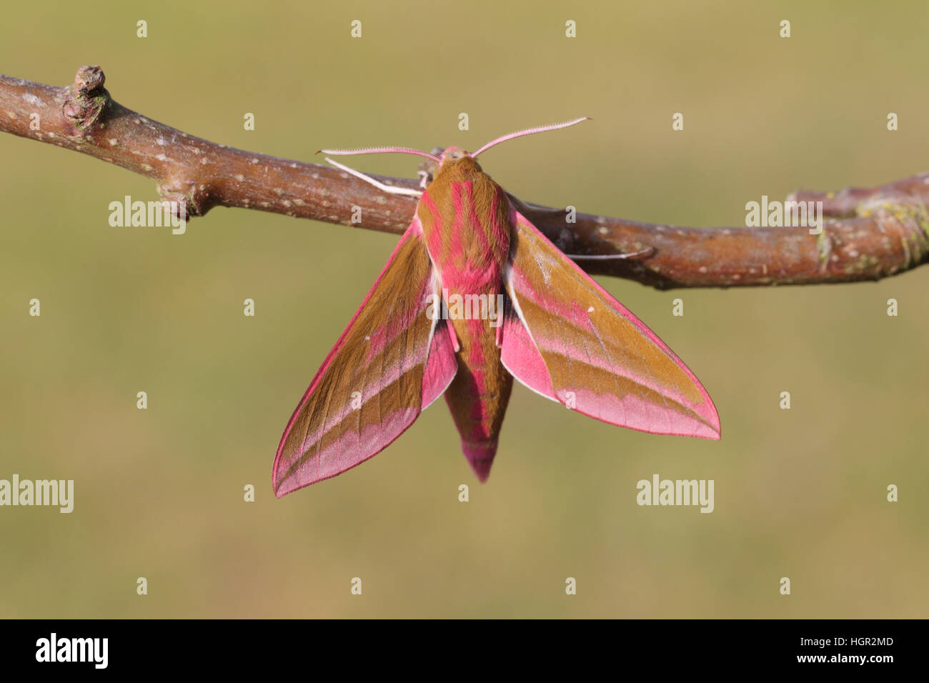 Elephant hawk moth hi-res stock photography and images - Alamy