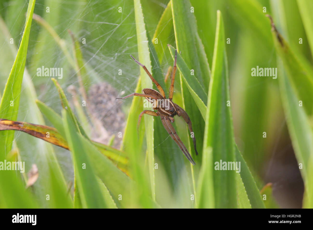 Female Fen Raft Spider (Dolomedes plantarius), from reintroduction ...