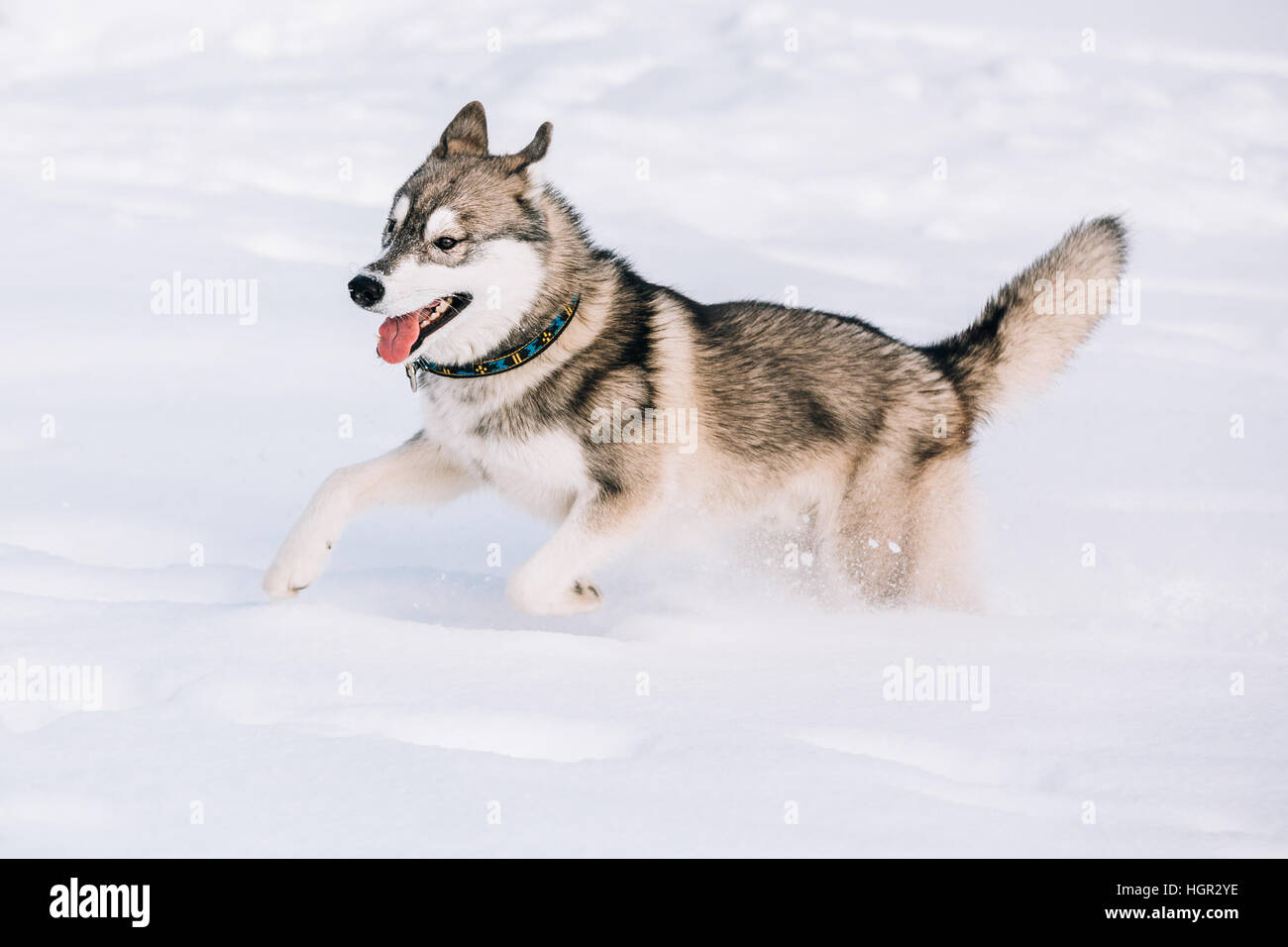 Young Husky Dog Play And Fast Running Outdoor In Snow, Winter Season ...