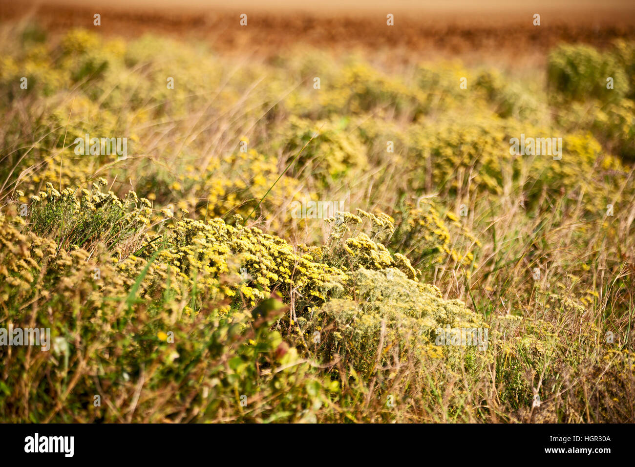 blur in south africa close up of the colza yellow field like texture ...