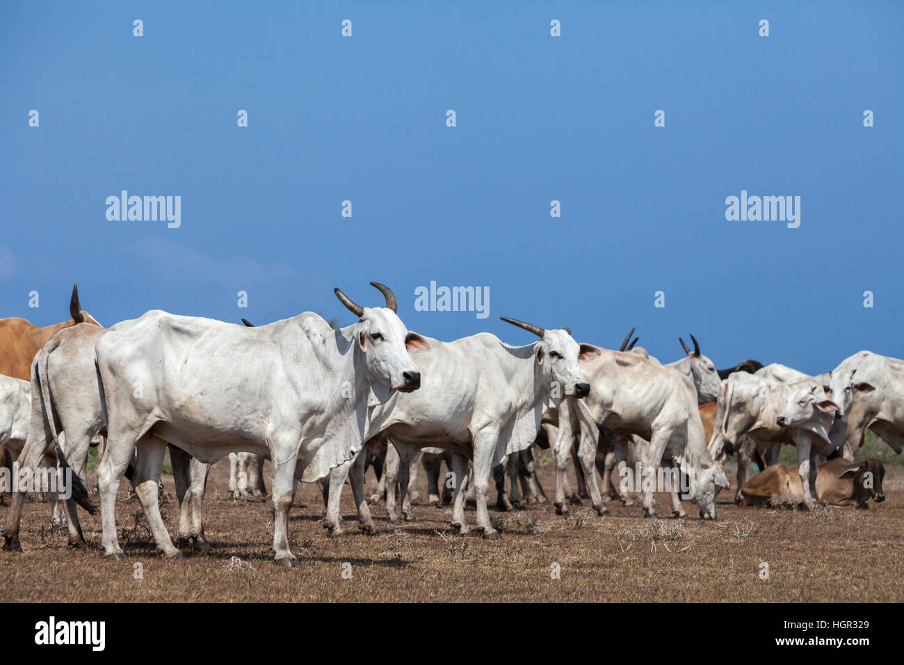 Ongole hi-res stock photography and images - Alamy