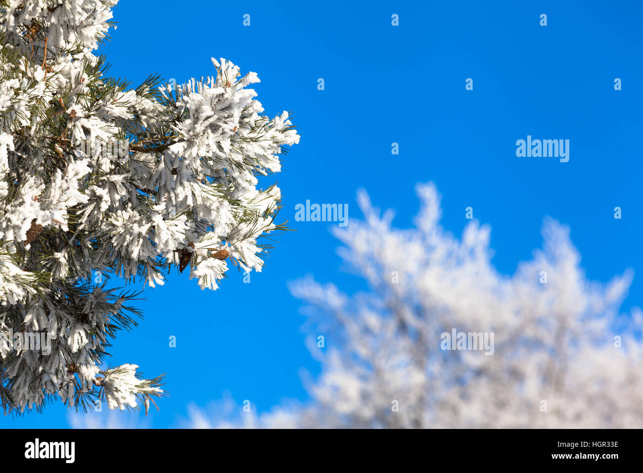 Branches of frozen icy conifer tree with white winter treetops in ...