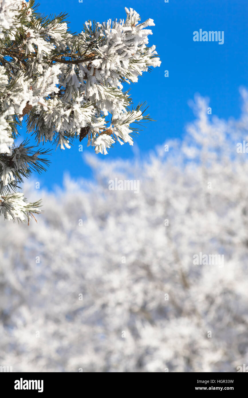 Branches of frozen icy conifer tree with white winter treetops in ...