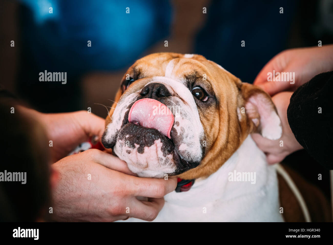 People stroking Young English Bulldog Dog. Close up Stock Photo - Alamy