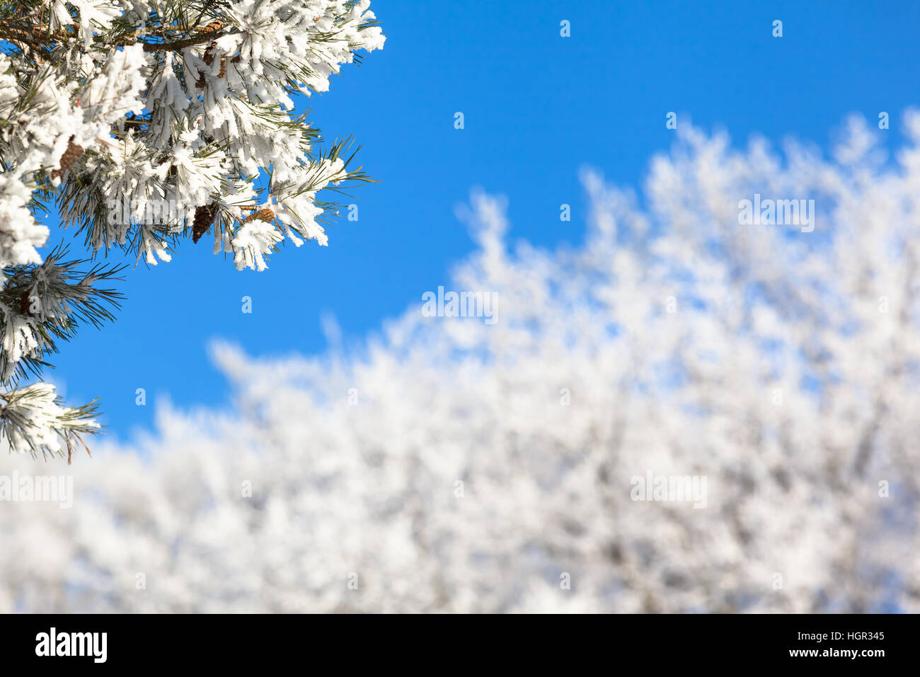 Branches of frozen icy conifer tree with white winter treetops in ...