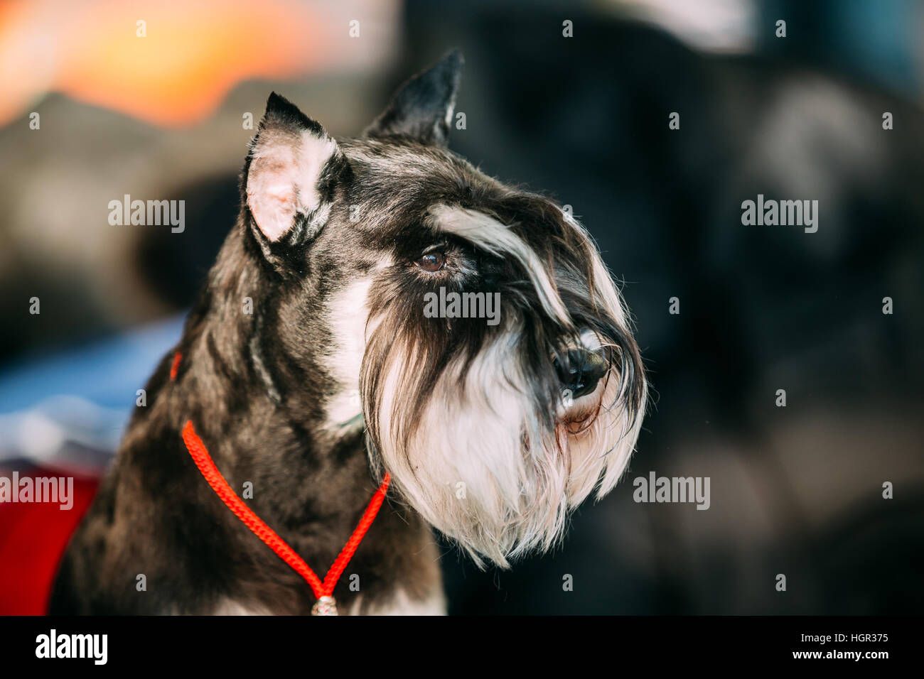 Miniature Schnauzer Dog Zwergschnauzer Close Up. Dwarf Schnauzer. Adult ...