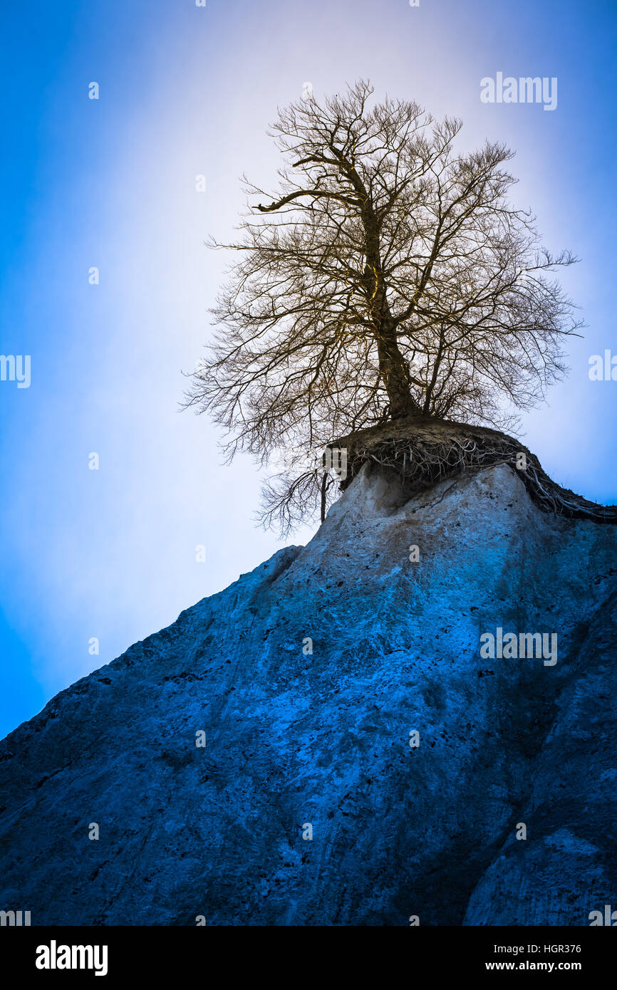Huge tree in shiny light at the dark stand at top of chalk cliff with ...