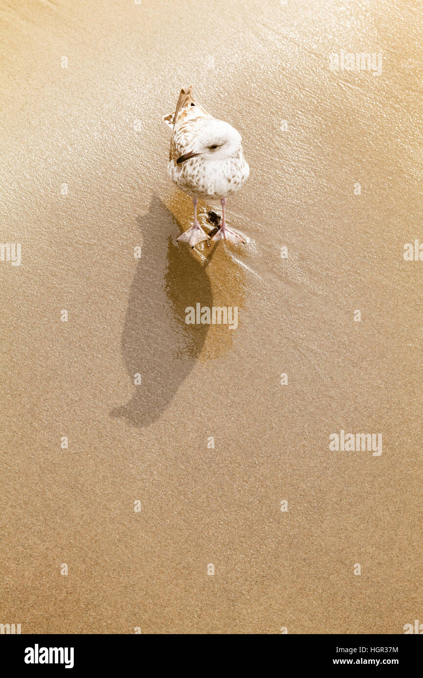 Seagull shadows hi-res stock photography and images - Alamy