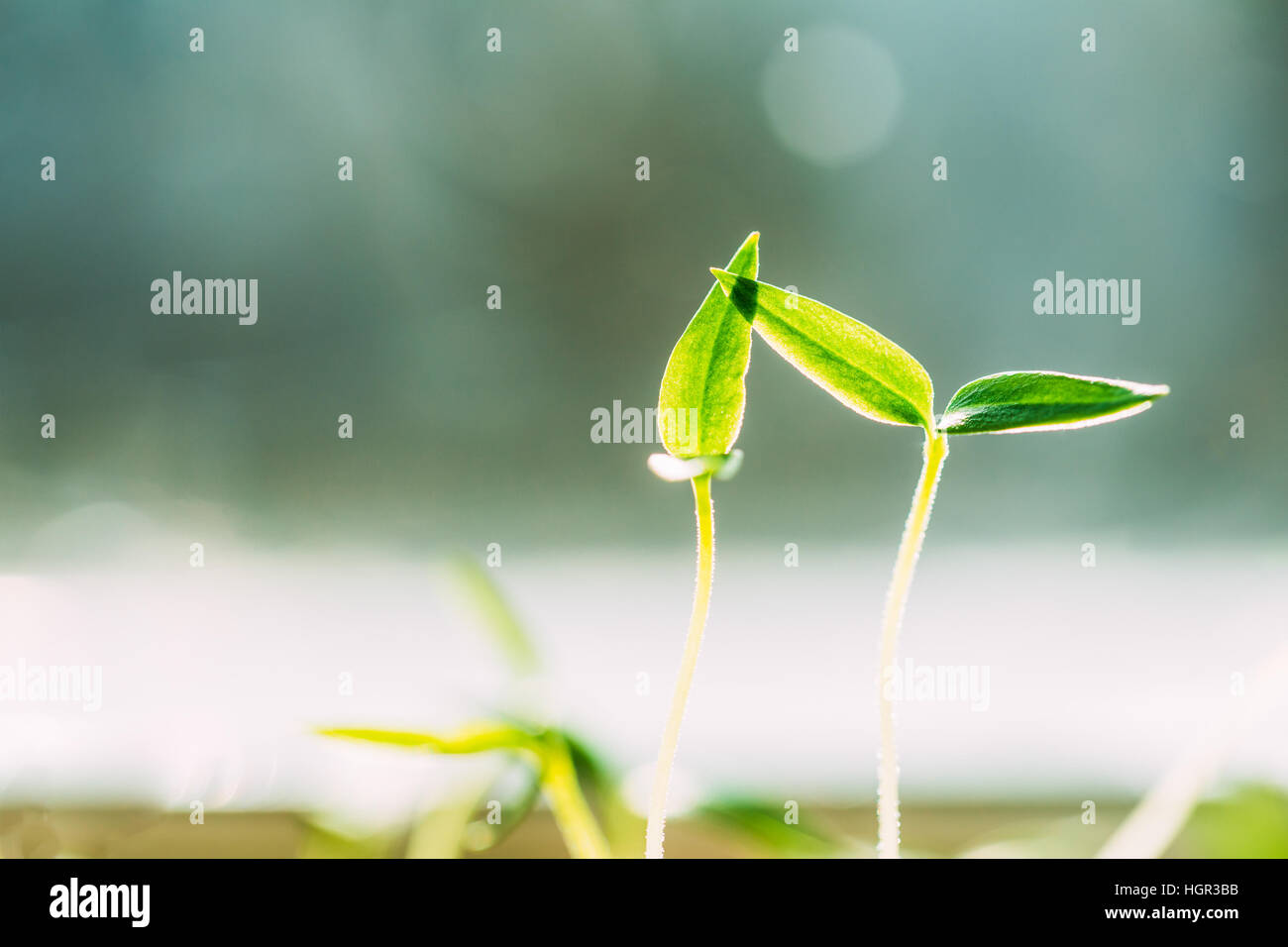 Two Green Sprouts With Leaf, Leaves Growing From Soil. Spring Concept ...