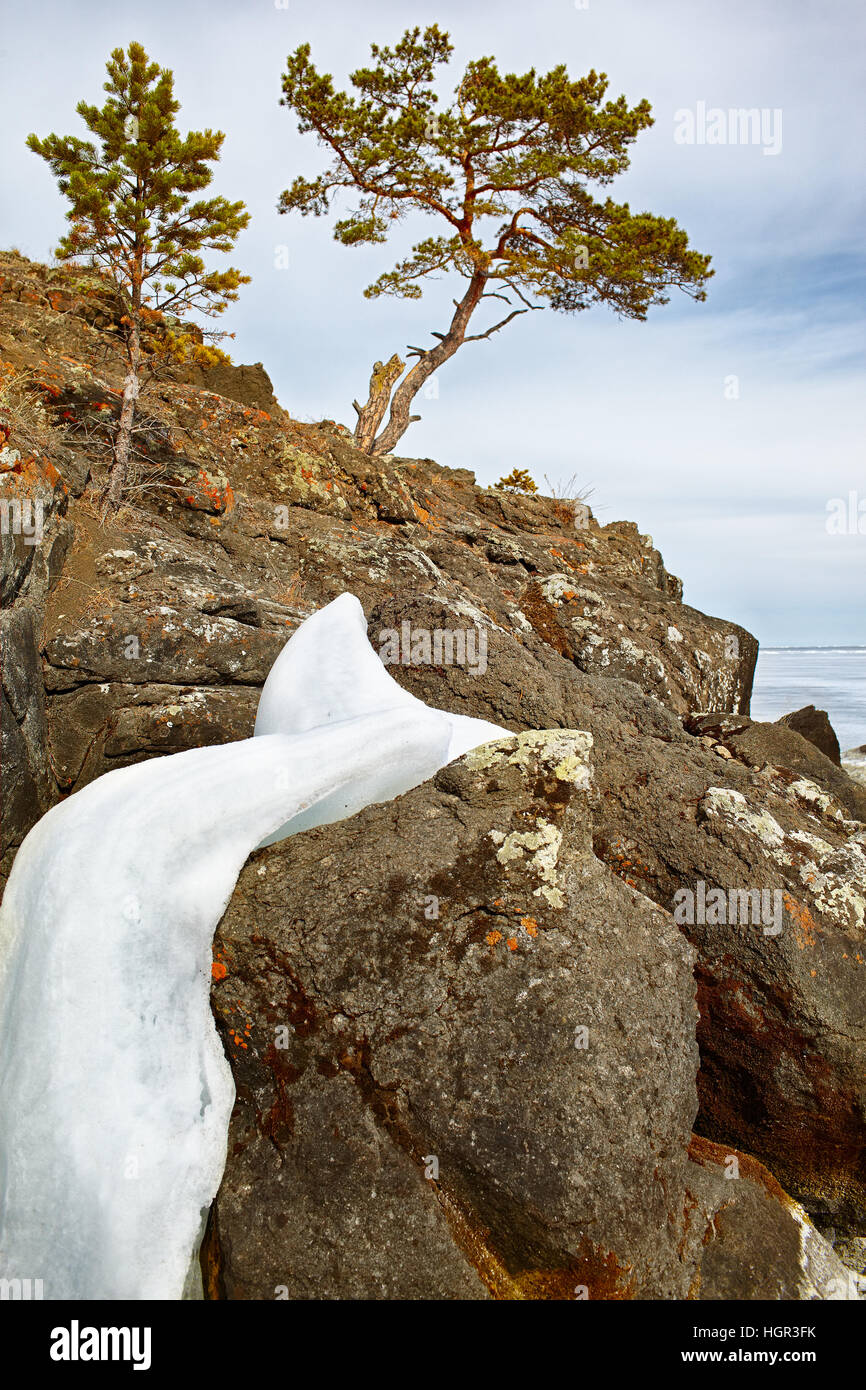 Lonely tree near Baikal lake in Siberia at winter Stock Photo - Alamy